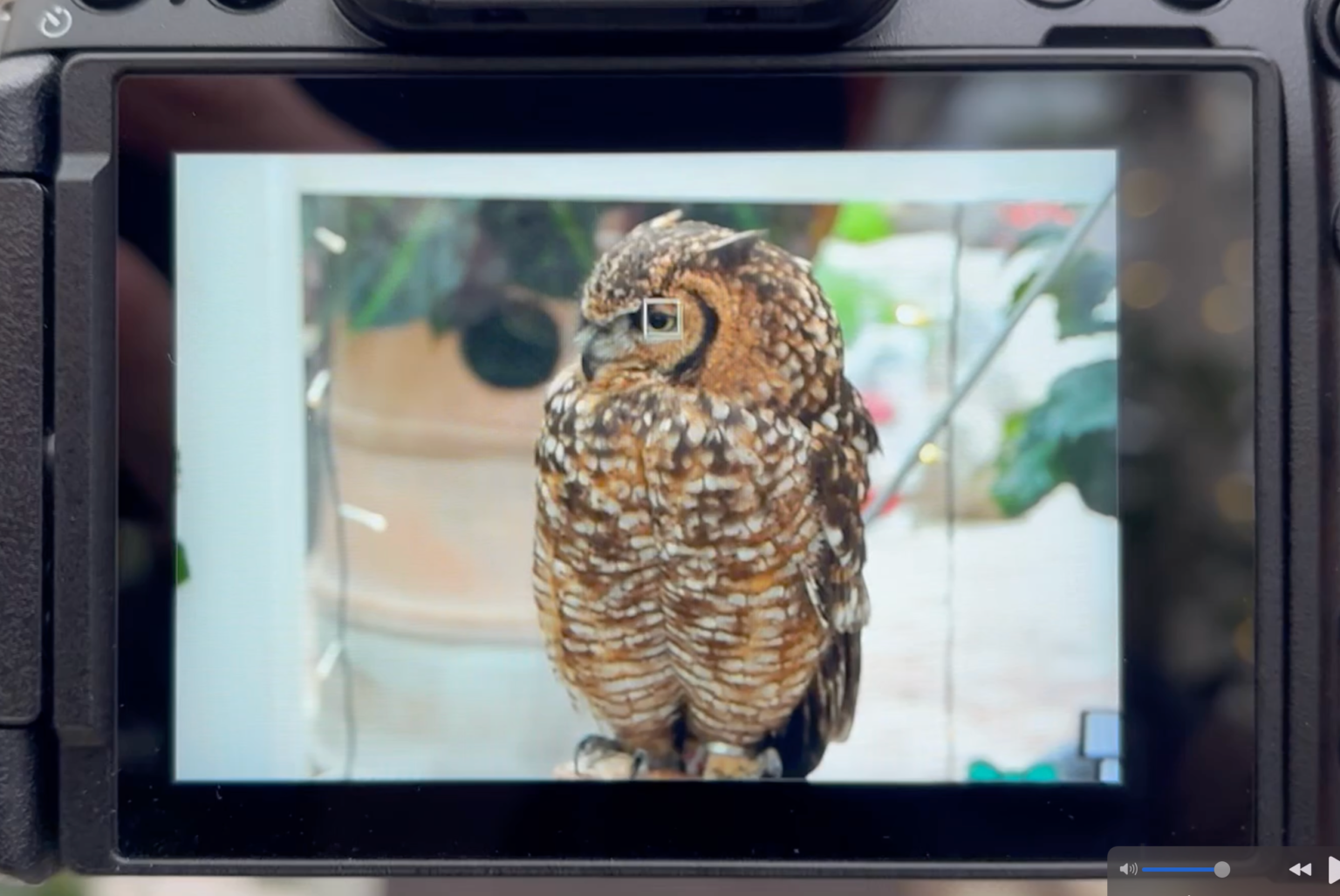 NikonのミラーレスカメラZ50II・Z30・Zfcの性能比較！あなたのおすすめはこれ！！【2025年】 | ログカメラ